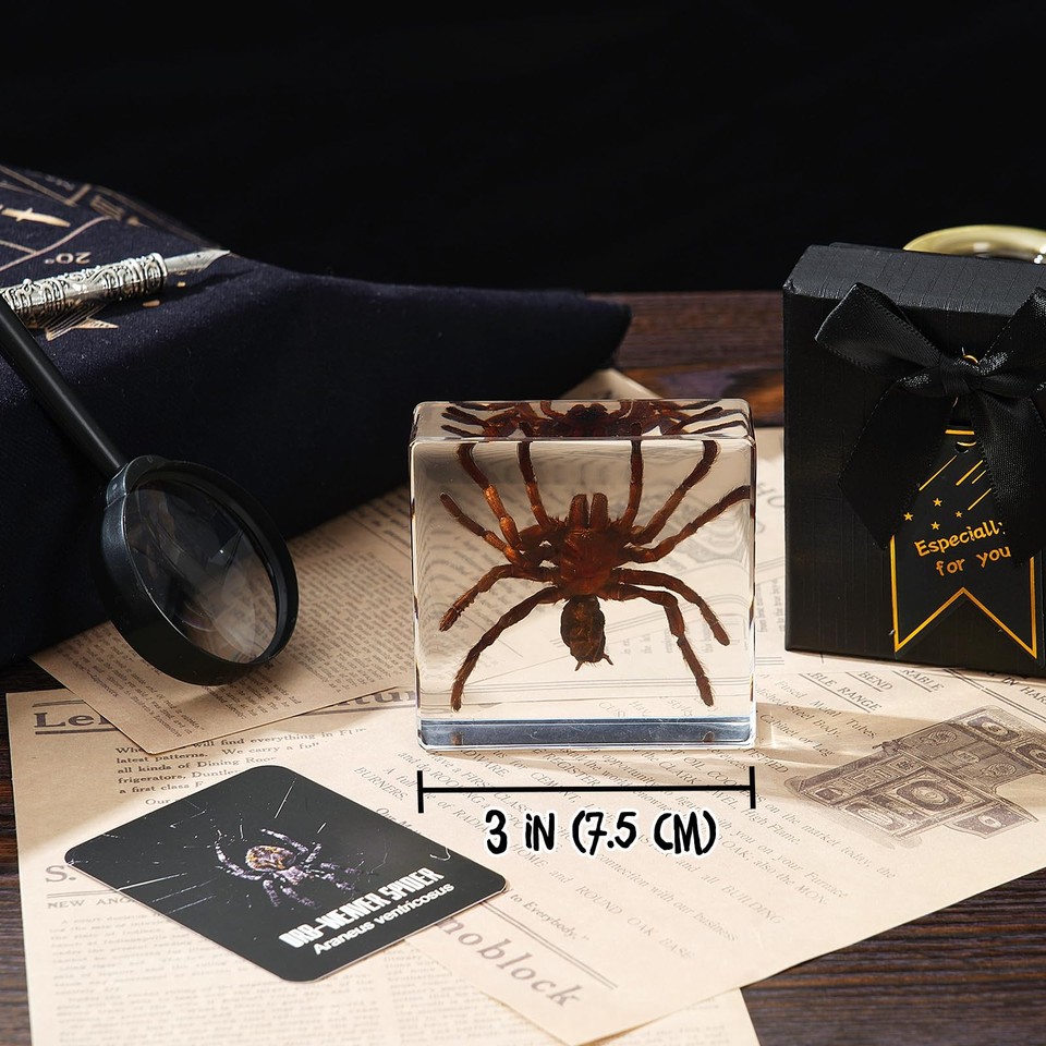 Real Tarantula in Resin – Gothic Spider Specimen for Halloween Decor ...