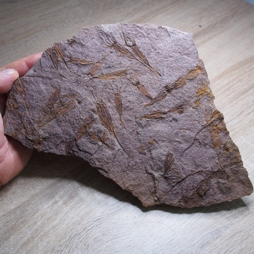 Eocrinoid Ascocystites sp. Echinoderms Fossil Morocco Ordovician | eBay
