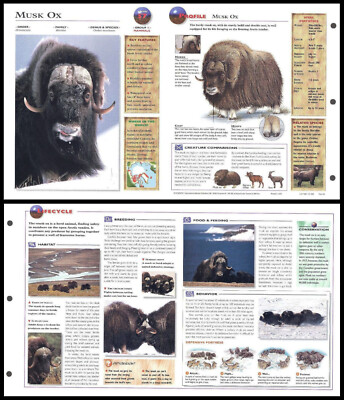 Fold-Out Sheet - Musk Ox - 57 | eBay