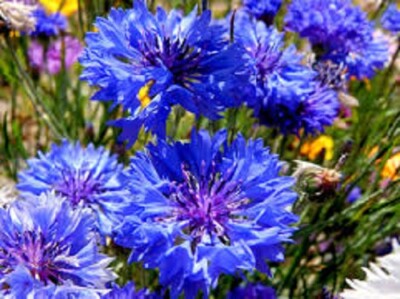 CORNFLOWER BLUE BALL SEEDS Flower Garden Centaurea Cyanus Flower Seeds ...