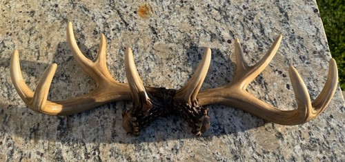 Rustic Hunter's 10 Point Stag Deer Antler Coat/Hat/Key Rack | eBay
