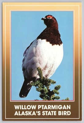 Postcard Alaska's State Bird, Willow Ptarmigan 6x4" A9249 | eBay