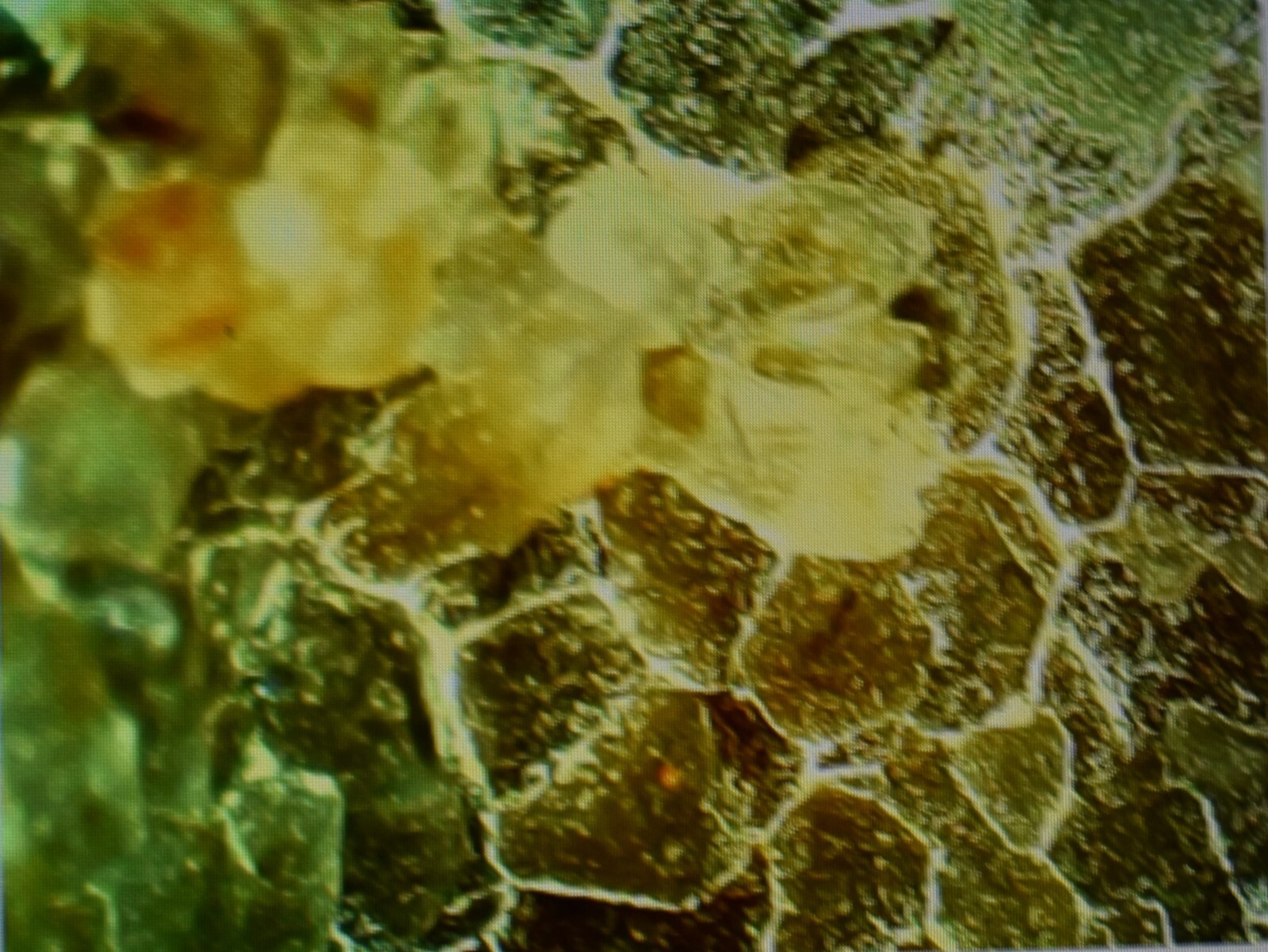 Golden Drusy Crystal Brain Geode North Carolina on Display Carved Wood ...