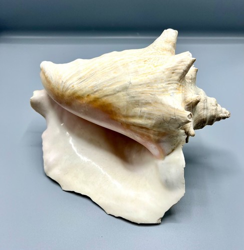 LARGE Horned Conch Shell Beach Seashell Pink White Nautical Coastal Sea ...