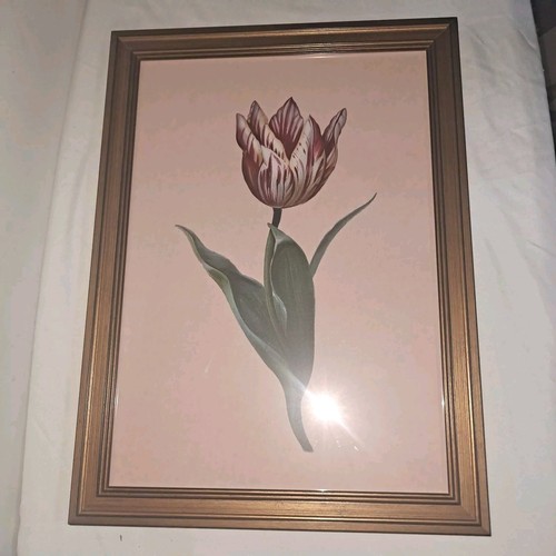 FRONTGATE Botanical Print Framed Dutch Tulip Red White Wall Art - NEW ...