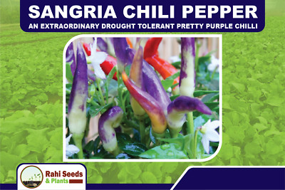 Sangria Chili Pepper - An Extraordinary Drought Tolerant Pretty Purple ...