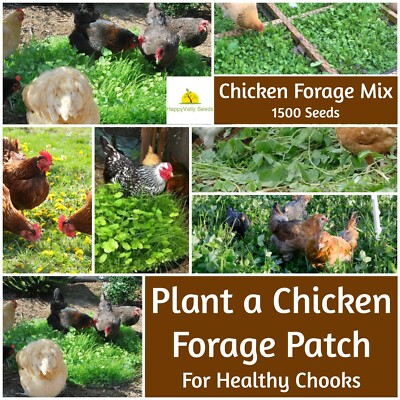Chicken Forage Mix 1500+ Seeds GROW YOUR OWN spring autumn HEALTHY ...
