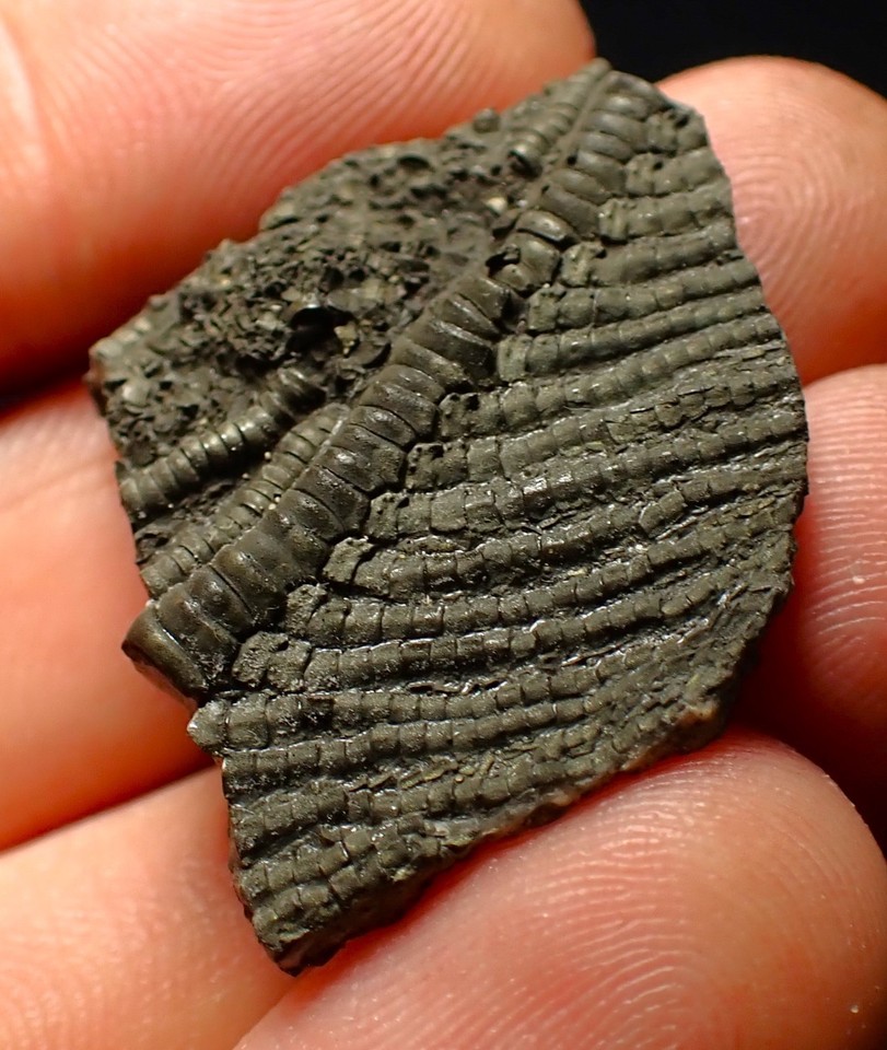 Pyrite crinoid head fossil Pentacrinites (35mm) Charmouth Jurassic ...