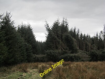 Photo 6x4 Windthrown trees, Roscobie Muir Bowershall Near the site of ...
