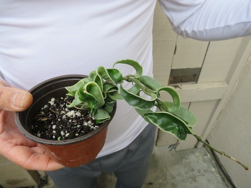 Variegated Hoya Hindu Rope Plant -T | eBay