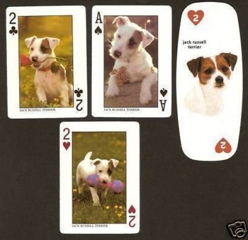 Jack Russell Terrier DOG CARDS! Unique Card Collection | eBay