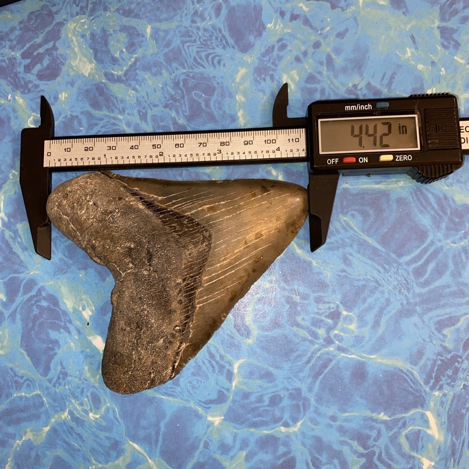 MEGALODON SHARK TOOTH 4.65” HUGE TEETH MEG SCUBA DIVER DIRECT FOSSIL NC ...