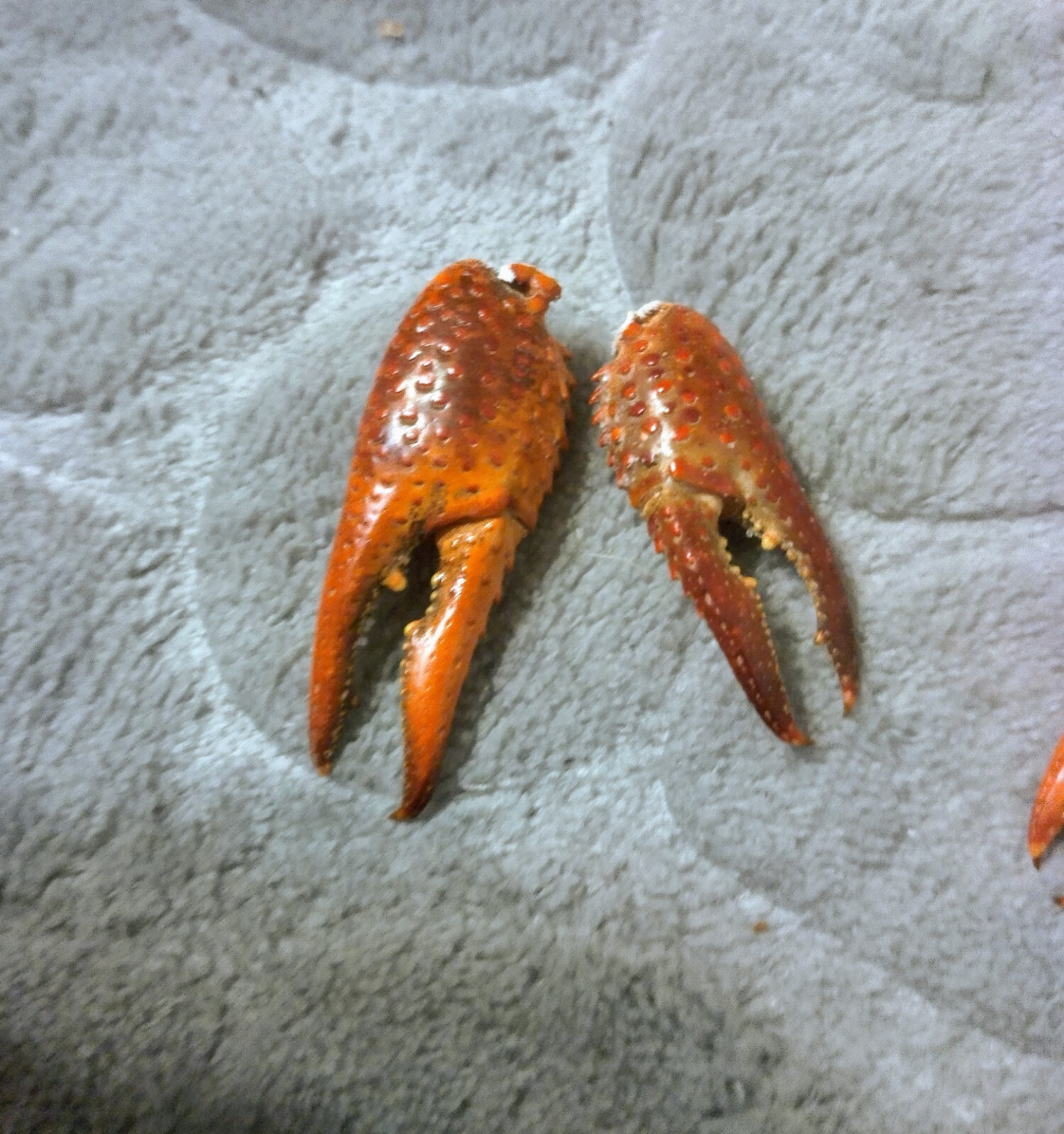 Real Taxidermy Crawfish Claws | eBay