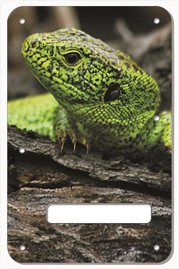 Stratocaster Tremolo Cover Custom Fender Graphical Guitar Backplate ...