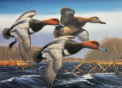 Arthur Anderson - Federal Duck Stamp Print 1987 - S/N Lithograph ...