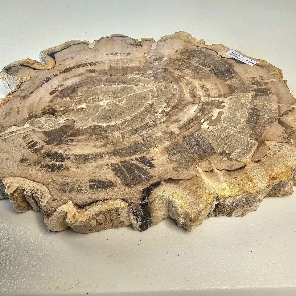 Petrified Wood Indonesia Fossilized Slab Slice Crystals Minerals Paw ...
