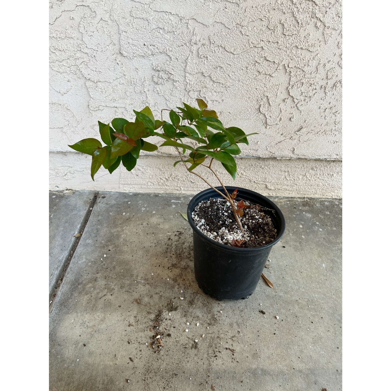 Surinam Cherry Tree 'Chamba' Variety - Red Fruit, High Sweetness | eBay