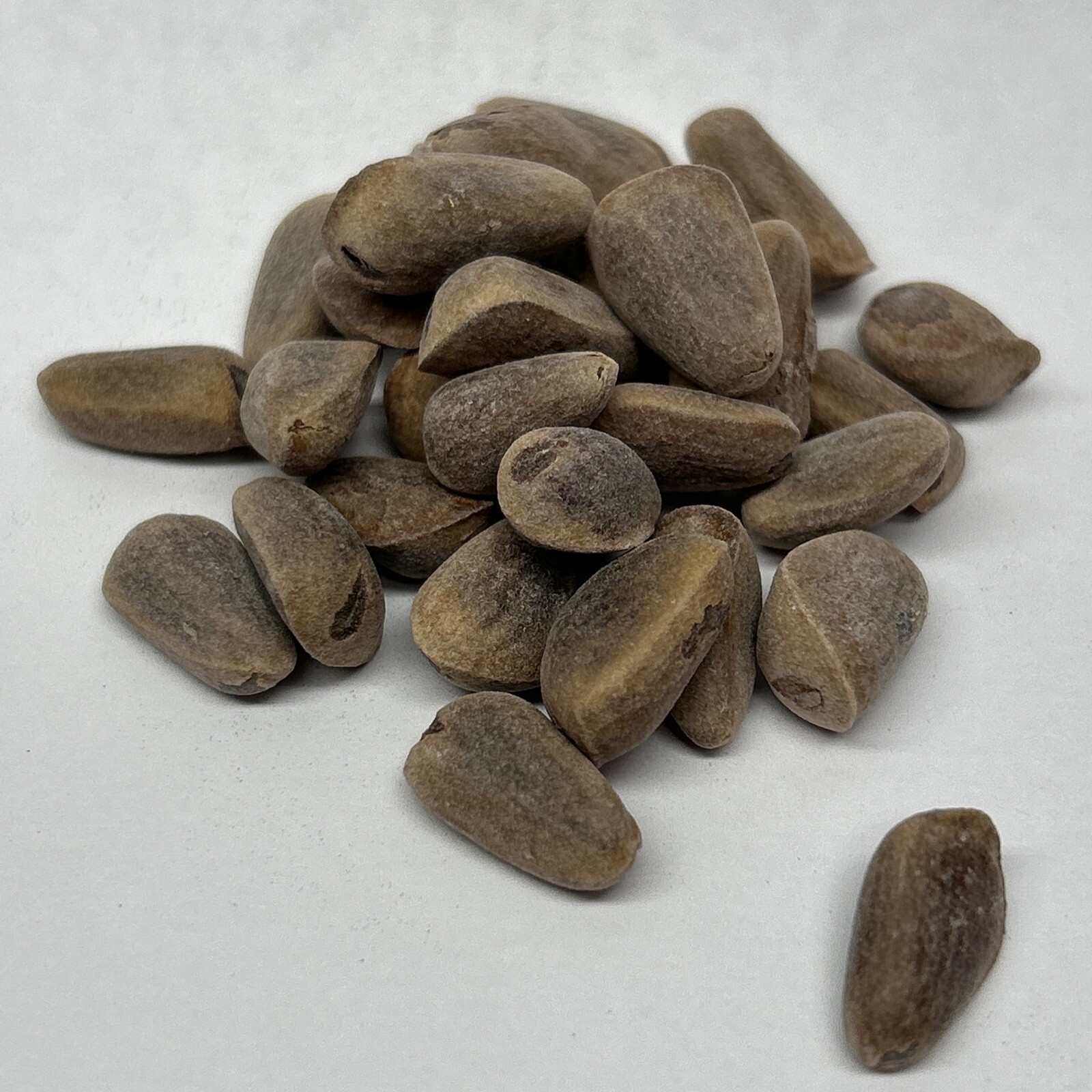 Korean Pine Bonsai Tree Seed Pack Pinus Koraiensis | eBay