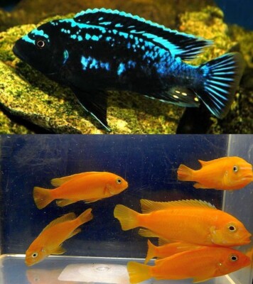 Group of 4 Msobo Deep cichlids | eBay