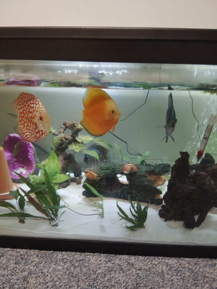 Live discus and fish tank set up | eBay