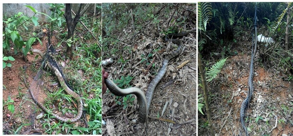 2Pcs Outdoor Nylon Snake Trap Net Hunting Protection Family 20x0.5 ...