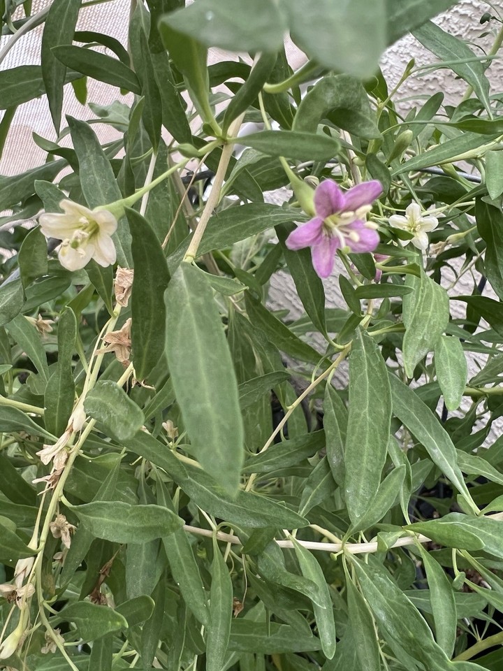 One Live PINK Goji Berry Lycium barbarum Plant Cutting With Roots NO ...