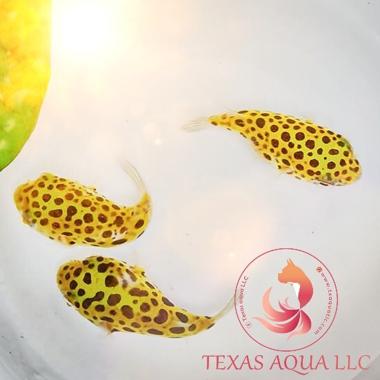 1 PIECE LEOPARD PUFFER FISH - TOP QUALITY - USA REPUTABLE SELLER - UPS ...