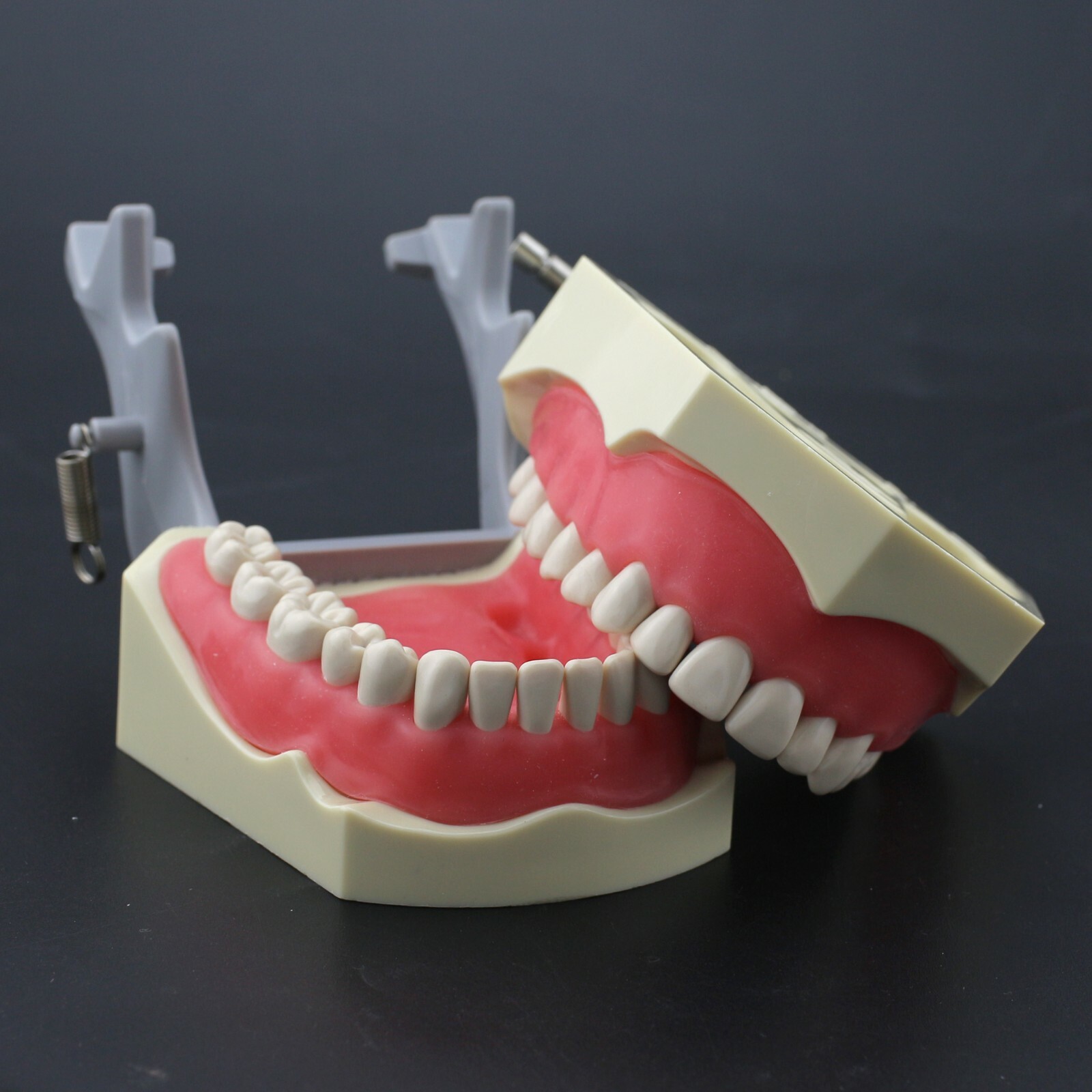 US Columbia Dentoform 860 Type Dental Typodont Model With 32pcs ...