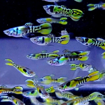 Tiger Endler Fry 7 + Free 30” guppy grass | eBay