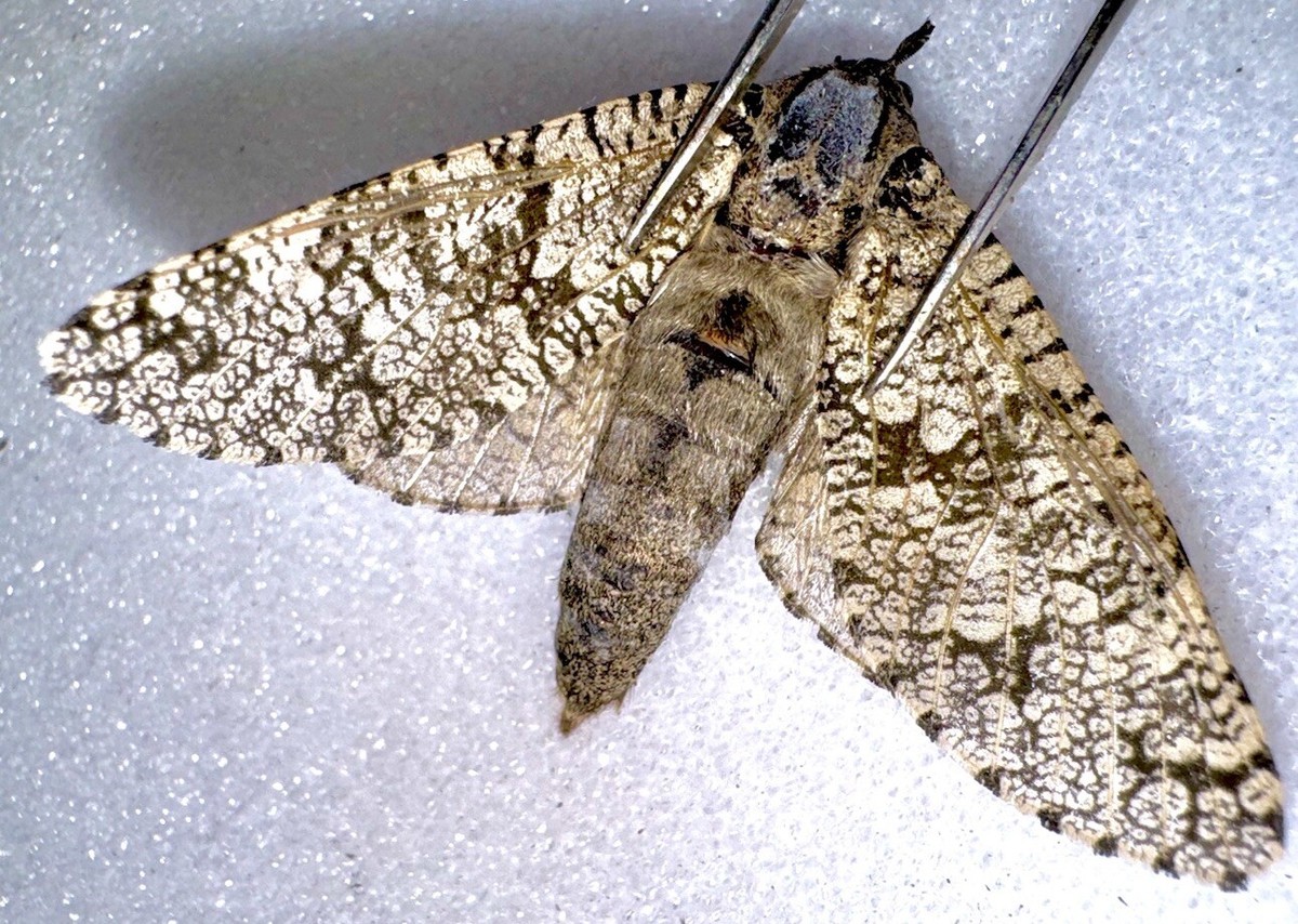 Goliath Worms Butterfly
