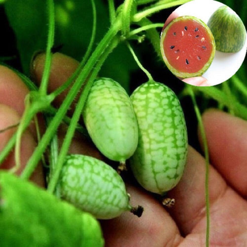 MINIATURE MINI WATERMELON TIGGER POCKET MELON SEEDS CUCUMIS QUEENS ...