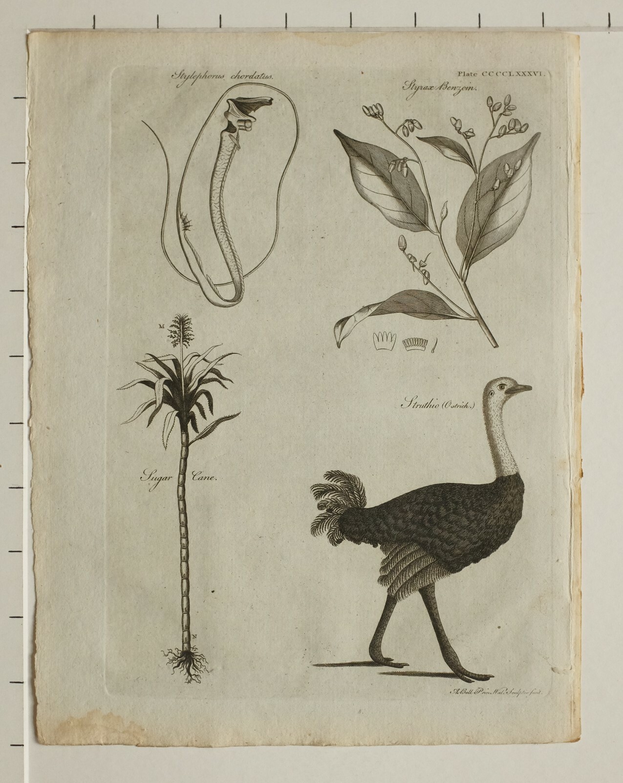 1797 ORIGINAL PRINT STYLEPHORUS CHORDATUS STYRAX BENZOIN OSTRICH BIRD ...