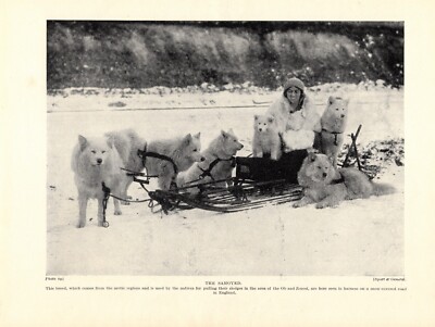 1930s Vintage Samoyed Print Sled Dog Team Dog Sledding Samoyeds Sledge ...