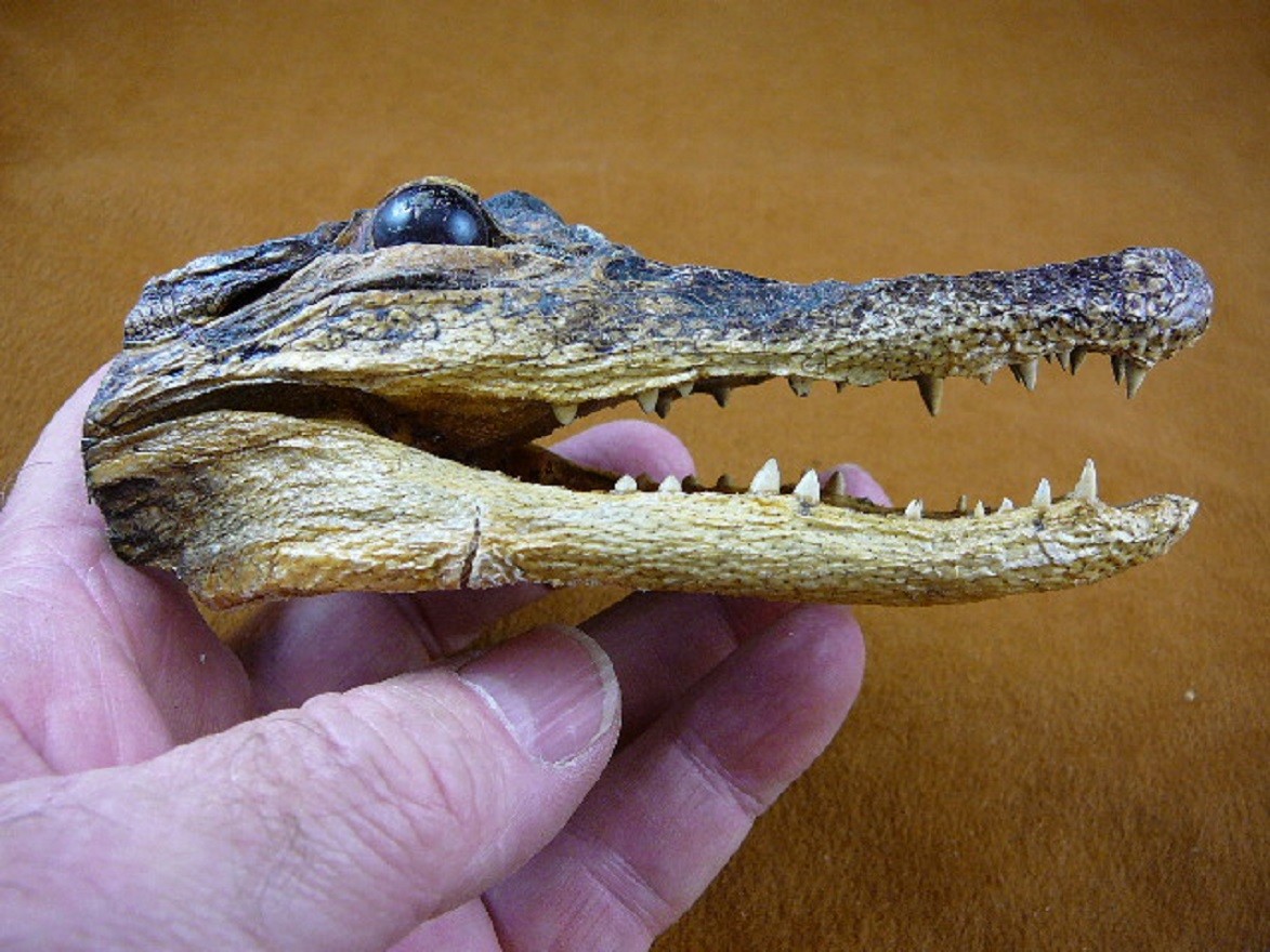 G-Def-268) 4-1/8" Deformed Gator ALLIGATOR HEAD jaw teeth TAXIDERMY ...