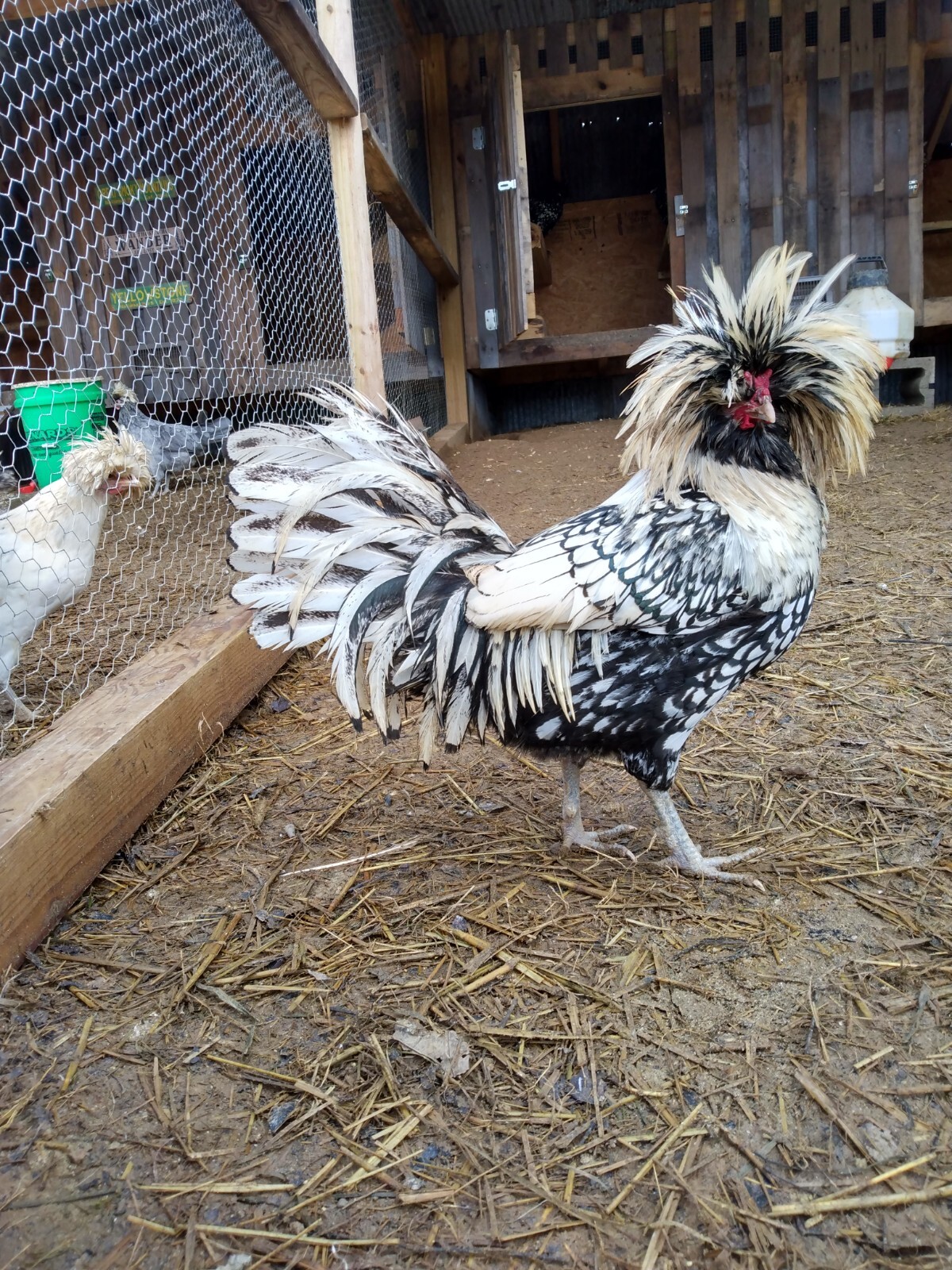 5 Hatching Eggs Beautiful Silver Laced Polish Handsome Chickens ! | eBay