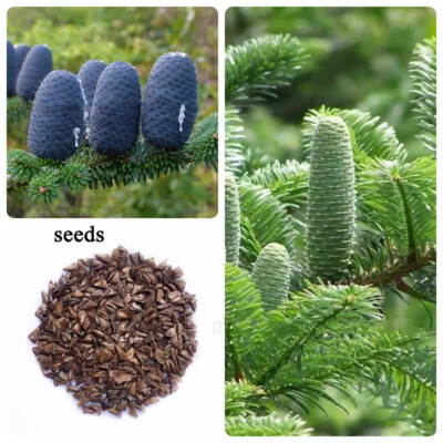 Abies Fir Tree Seeds, Glossy Green Needles 50Pcs | eBay UK