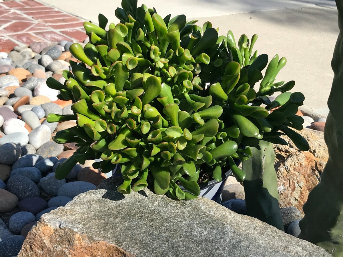 Shrek Ears Plant