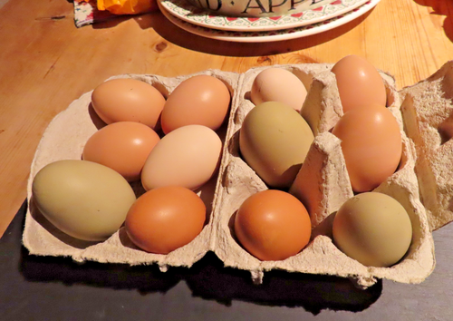 12 Farmyard Hen Chicken Bantam Eggs for Chicks Olive Brown Pink | eBay UK