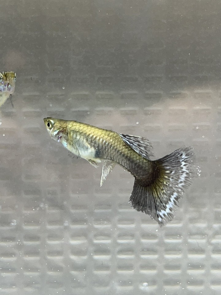 1 Trio Dumbo Ear Red Dragon Fancy Guppy Guppies. Live Fish | eBay