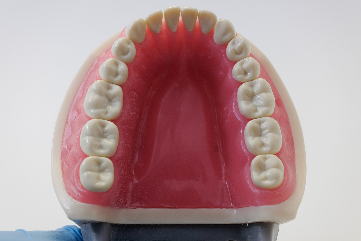 Dental Anatomy Typodont Educational Model 200 Removable Teeth NBDE NERB ...