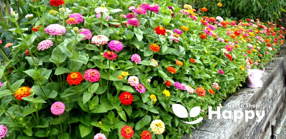 DWARF ZINNIA LILLIPUT BUTTON BOX MIX - 300 SEEDS - Zinnia elegans ...