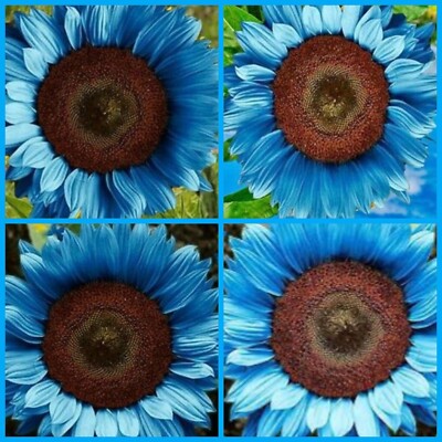 Light Blue Sunflower Seeds Home Gardening Flower Garden Plant Seed FREE ...
