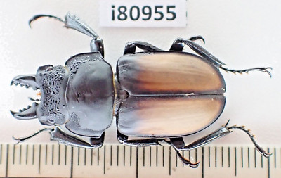 i80955. Insects, Lucanidae, Neolucanus sp. New?. Vietnam. New area | eBay