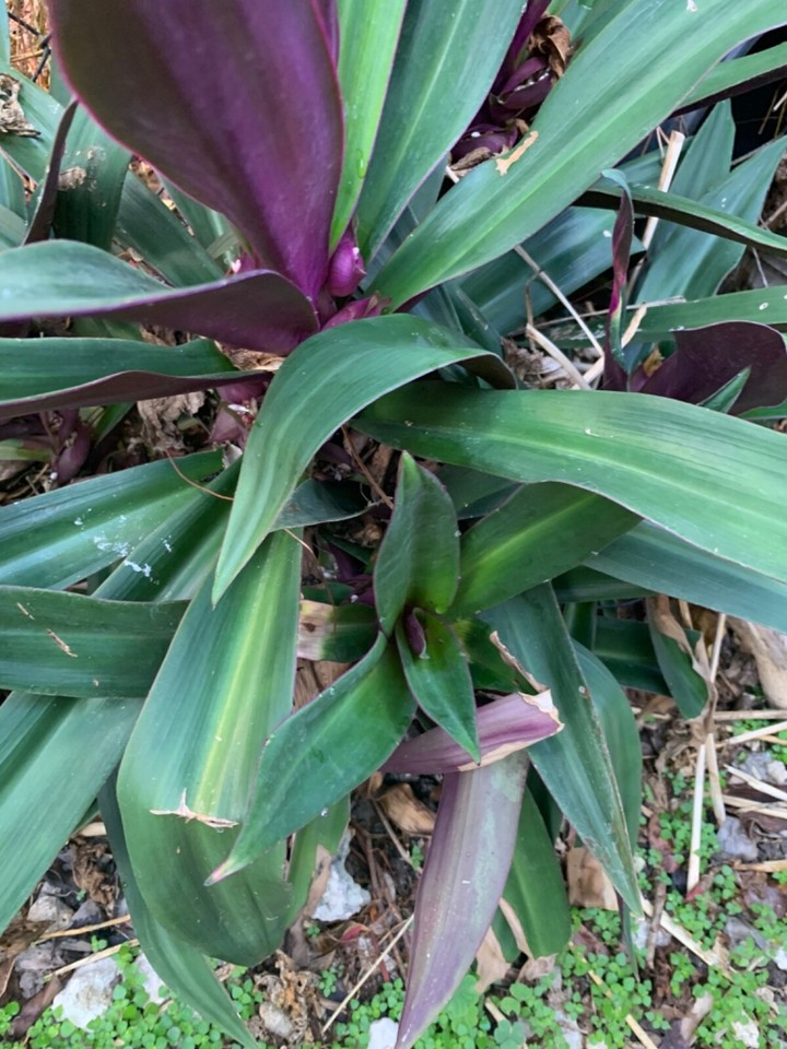 30 Tradescantia Spathacea BOUL de Mas FRESH 30 Pure LEAVES Organic ...
