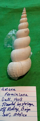 Amaea ferminiana #K1240 Mexico 92mm | eBay