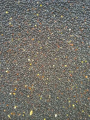 (4,22€/kg) Rapssaat 2,5 kg Tauben Körnerkissen Raps Rapssamen ...