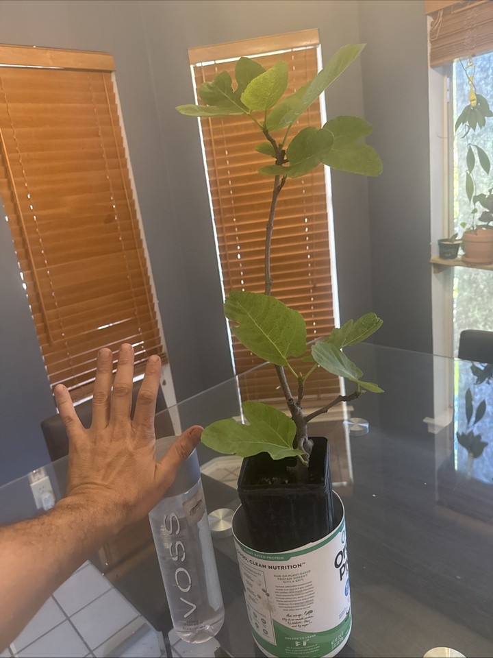 One LSU Tiger Fig Tree Fallen Leafs Dormant | eBay