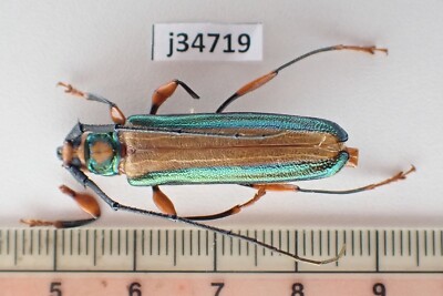 j34719. Insects, Cerambycidae sp. Vietnam, Lam Dong. A2 | eBay