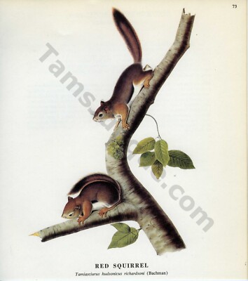 1968 John James & Woodhouse Audubon RED SQUIRREL Bachman Book Page Art ...