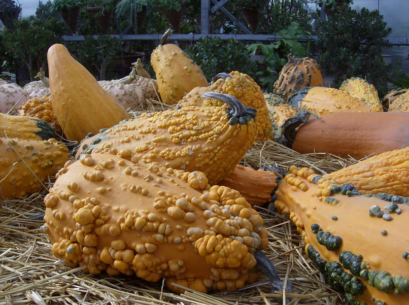 Gourd Seed: Lunch Lady Gourd Seeds Fresh Seed | eBay